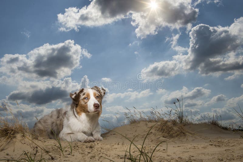 Australian Shepherd Lying in Sand Dunes Stock Image - Image of outdoors ...