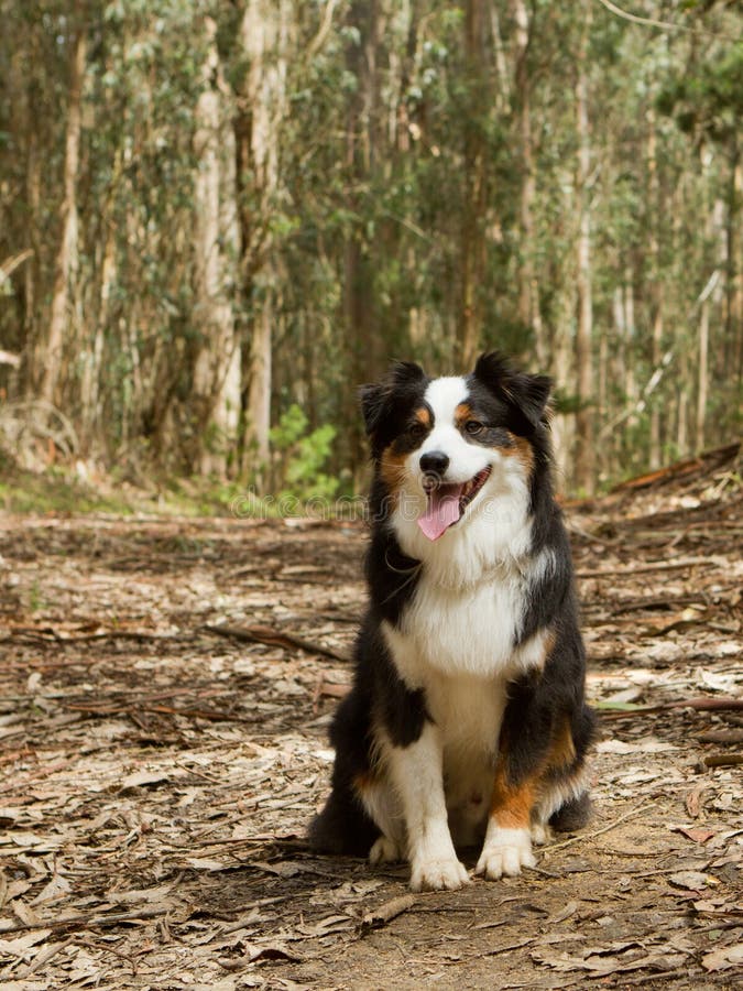 Australian Sheppard stock photo. Image of miniature, canine - 24207184