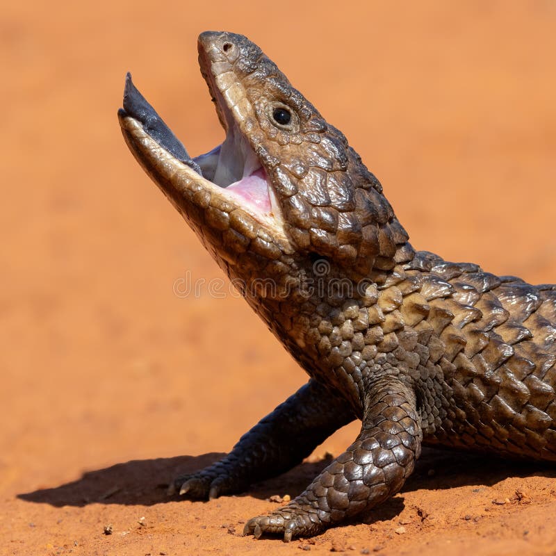 Australian Shingle-back Lizard Stock Image - Image of lizard ...