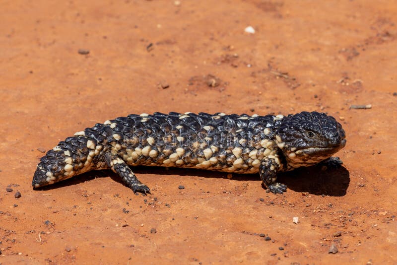 Australian Shingleback Lizard Stock Image - Image of basking, bobtail ...