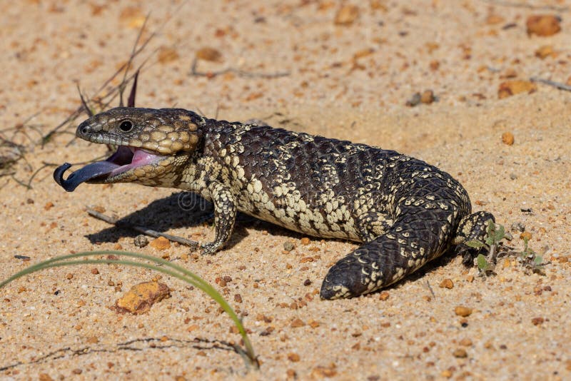 Shingleback Lizard stock photo. Image of nature, reptile - 291566302