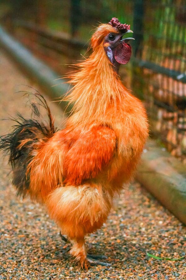 189 Australian Chicken Farm Stock Photos - Free & Royalty-Free Stock ...