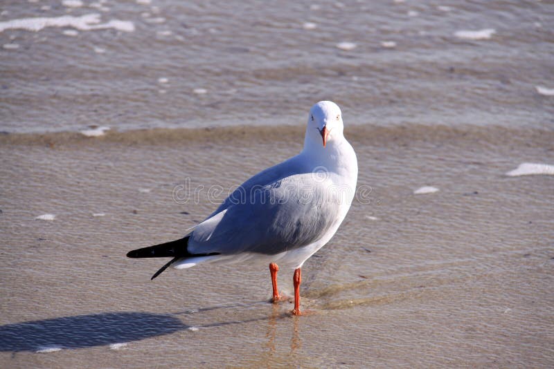 Australian Silver Gull at the Beach Stock Photo - Image of calm ...