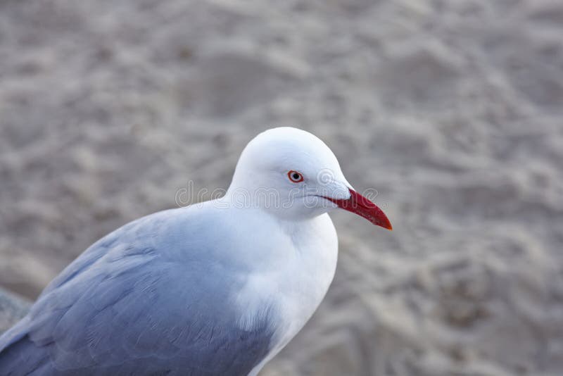 Australian Silver Gull Portrait Sitting in Sand Stock Photo - Image of ...