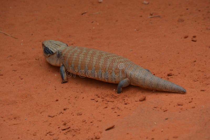Australian Skink Lizard stock photo. Image of sand, safari - 42191198