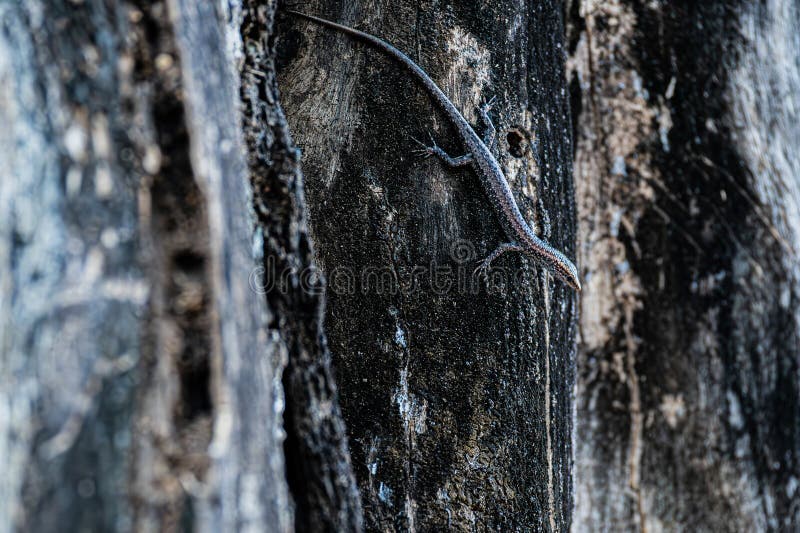 Australian Skink Lizard Camouflaged on a Tree Stock Image - Image of ...