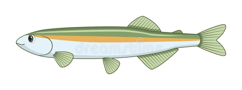 Australian Smelt Stock Illustrations – 1 Australian Smelt Stock ...