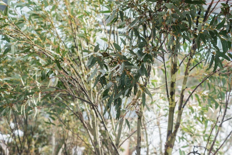 Australian Native Snow Gum Stock Photos - Free & Royalty-Free Stock ...