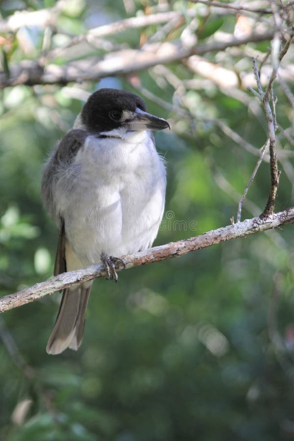 Australian Songbird (Butcher Bird) in a Tree in the Garden Stock Photo ...