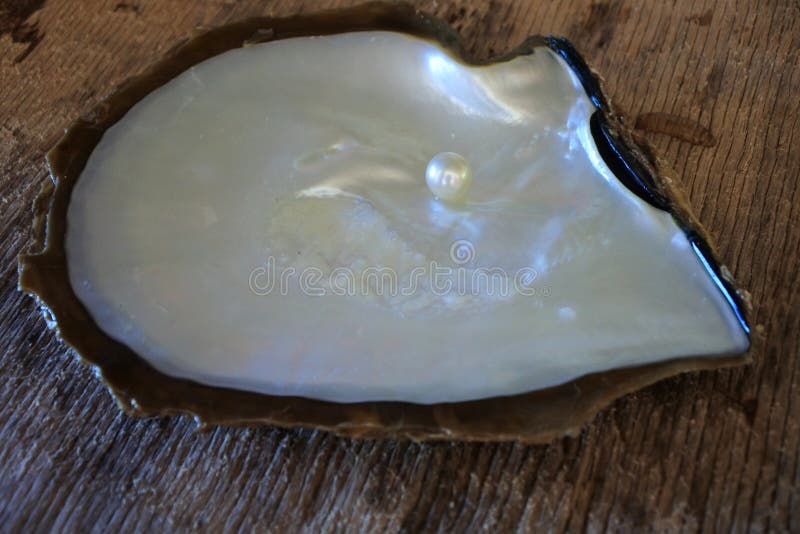 Australian South Sea Pearl Inside an Oyster Stock Photo - Image of ...