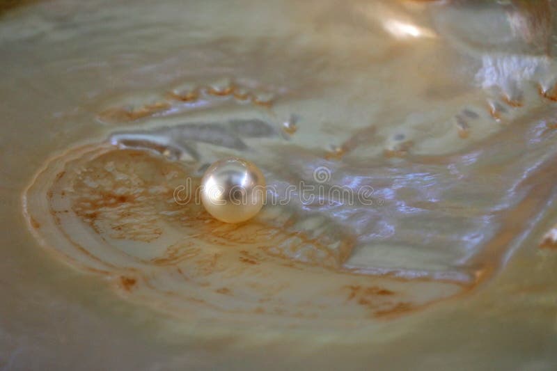 Australian South Sea Pearl Inside an Oyster Stock Photo - Image of ...