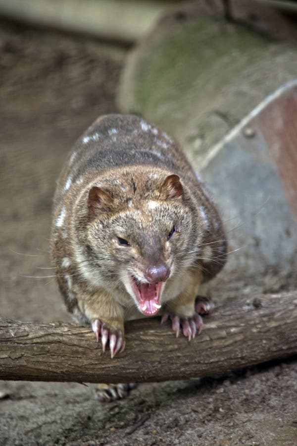 Quoll is resting stock image. Image of eyes, furry, spots - 111897281