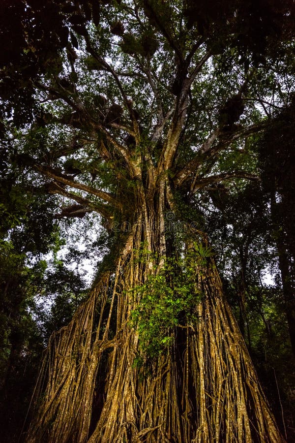 Australian Strangler Fig Tree Painted with Light at Dusk Stock Image ...