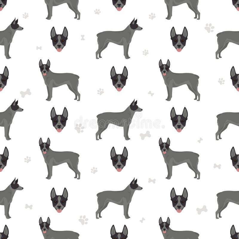 Australian Stumpy Tail Cattle Dog Seamless Pattern Stock Vector ...