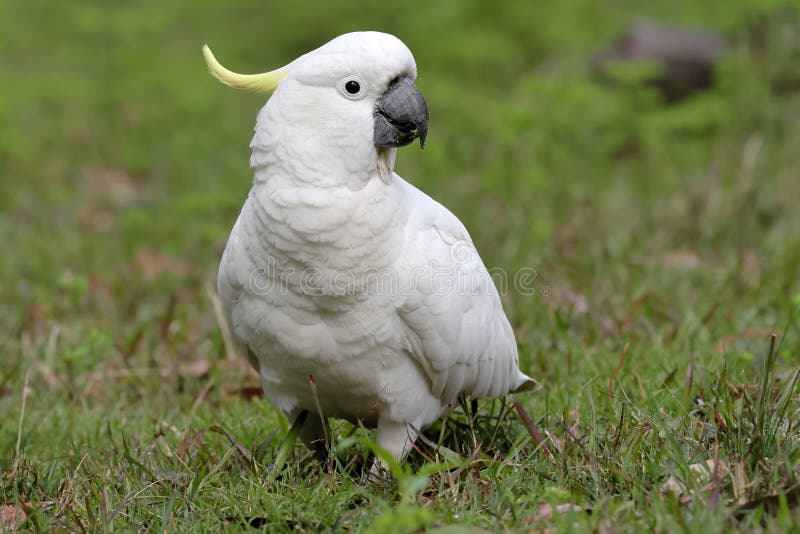 Australian Sulphur-crested Cockatoo Stock Photo - Image of nature ...