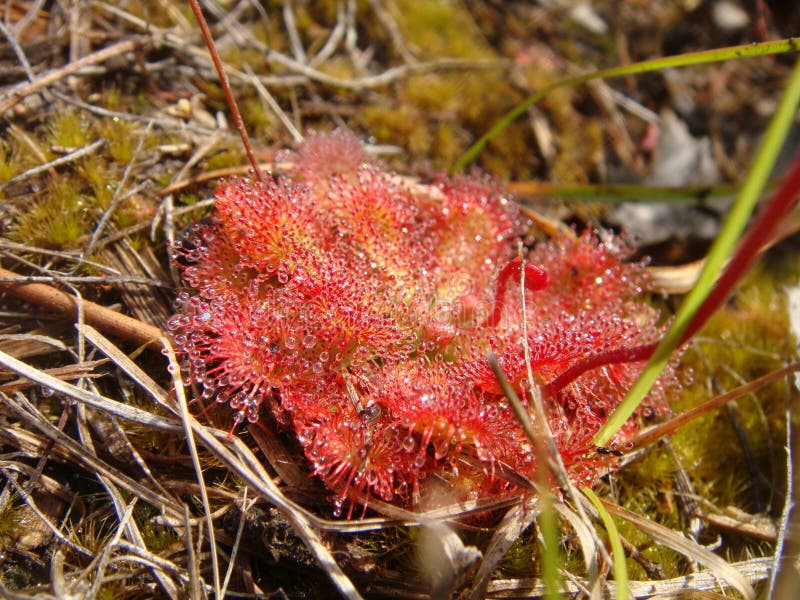 Australian sundews stock image. Image of sticky, leaf - 26868411