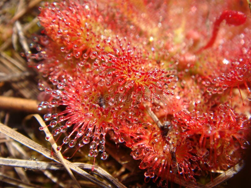 Australian sundews stock photo. Image of plant, sunlight - 26868420