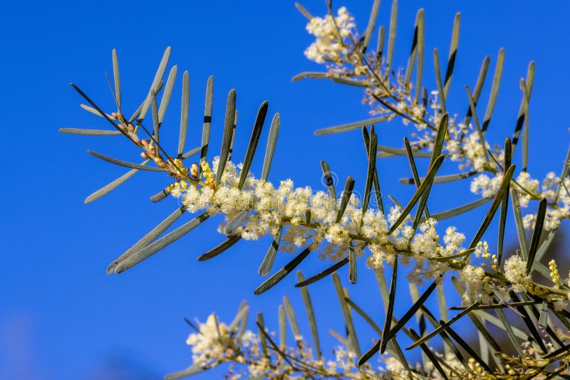 Australian Sweet-scented Wattle Stock Photo - Image of blue, acacia ...