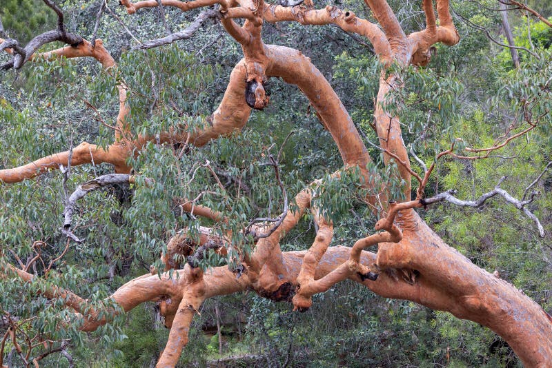 Sydney Red Gum stock image. Image of tree, nature, costata - 302928559
