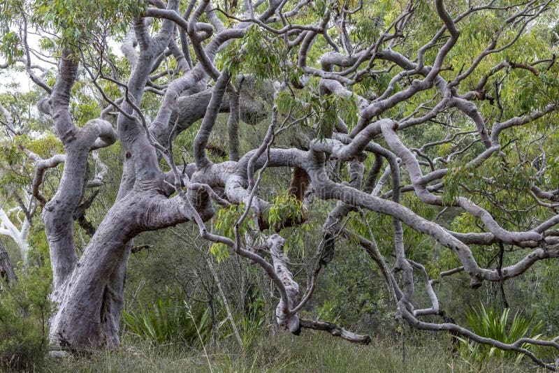 Sydney Red Gum stock image. Image of flora, nature, forest - 381042199