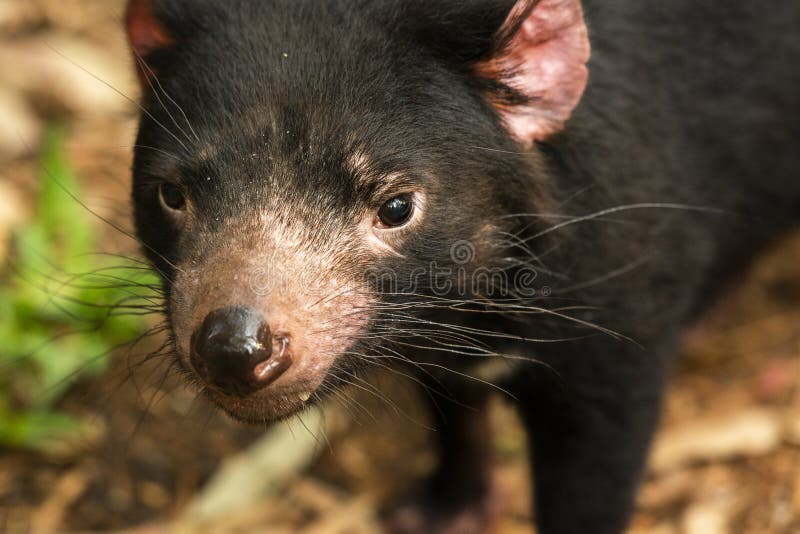 Australian Tasmanian Devil stock image. Image of animal - 169853899