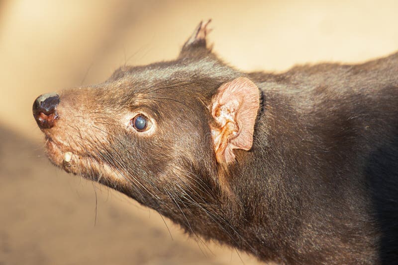 Australian Tasmanian Devil stock photo. Image of marsupial - 161668880