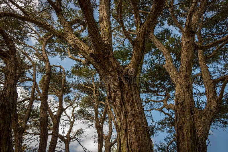 Australian Tea Trees. stock photo. Image of texture - 101712062