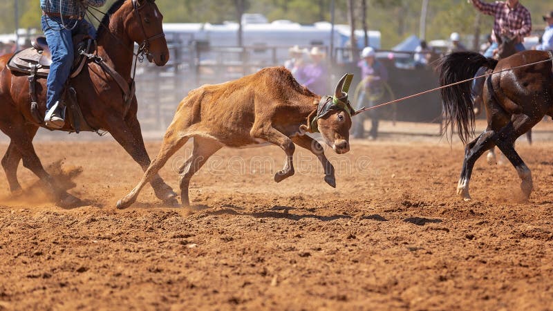 1,036 Australian Rodeo Stock Photos - Free & Royalty-Free Stock Photos ...
