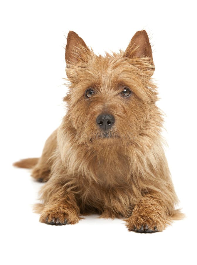 Mixed Breed Large Scruffy Dog Laying Down Stock Image - Image of copy ...