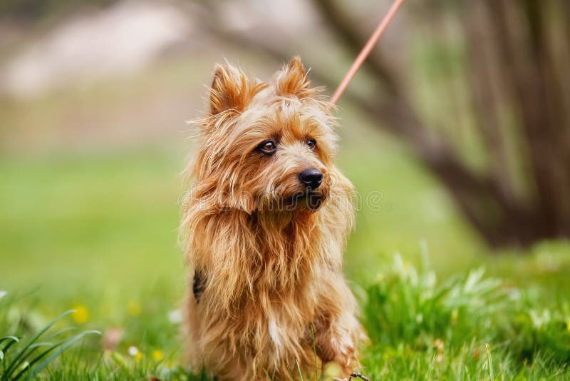 Australian Terrier stock image. Image of canines, canine - 6229411