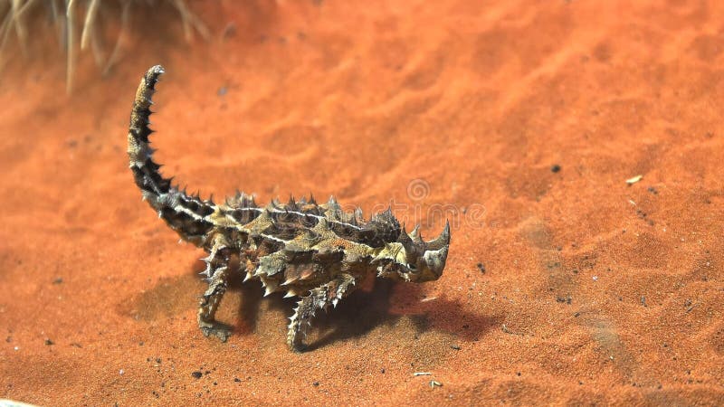 Thorny Dragon Lizard Eats an Ant Stock Video - Video of outback, arid ...