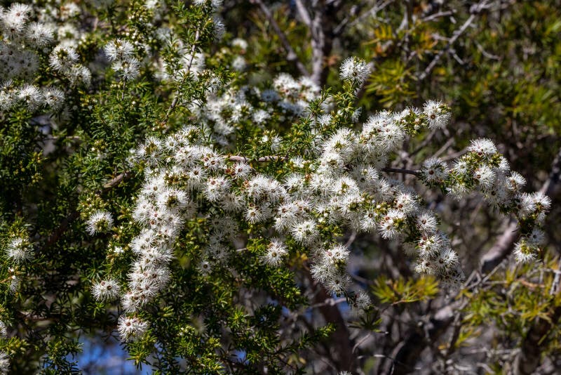 Australian Tick Bush stock photo. Image of australia - 232797458