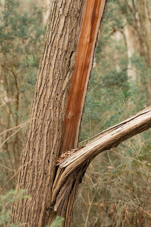 An Australian Tree in the Bush Which Has Split in Half Stock Photo ...