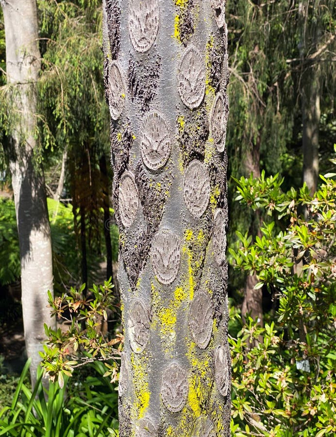 Australian Tree Fern Cyathea Cooperi Stock Image - Image of nature ...