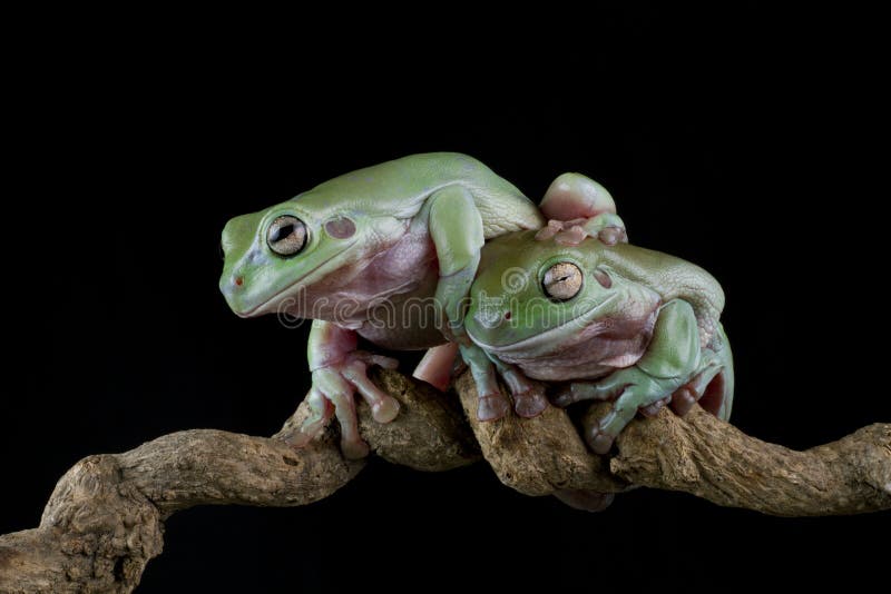 Australian Tree Frog on Branch, Stock Image - Image of fauna, animal ...