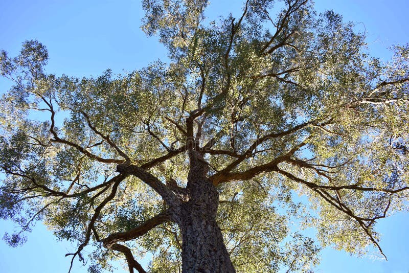 Huge Australian tree stock image. Image of tree, ancient - 73785007