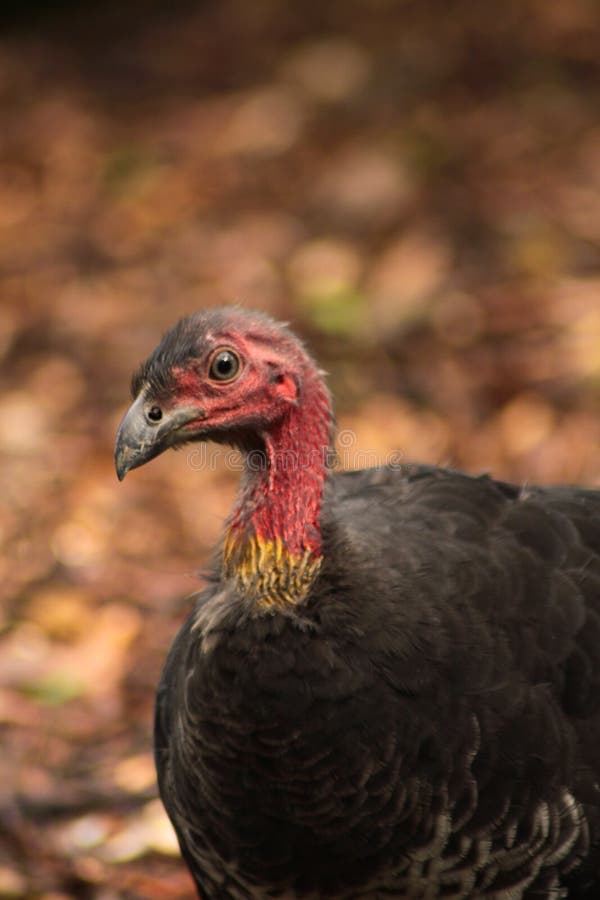 Australian Turkey in the Australian Outback Stock Photo - Image of ...