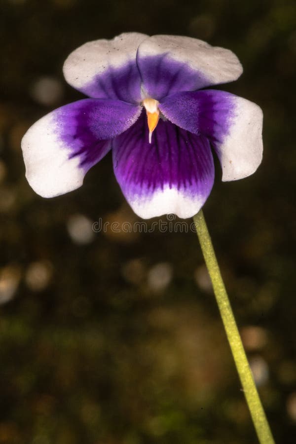 Australian Violet Flower stock image. Image of australian - 186784789