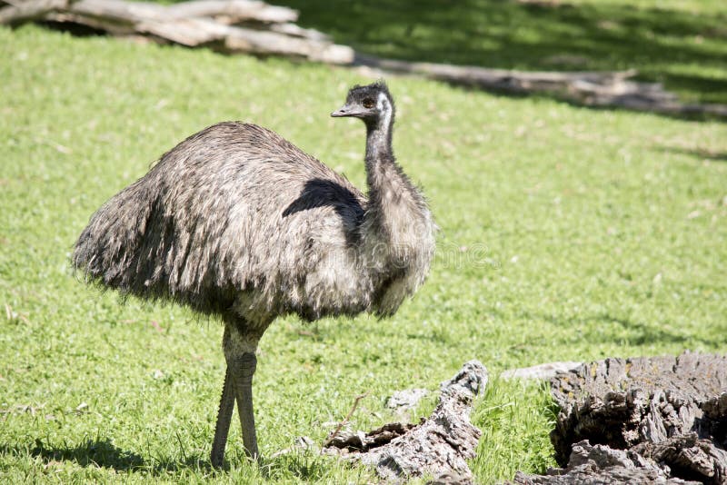 This is a Side View of an Australian Emu Stock Photo - Image of bill ...