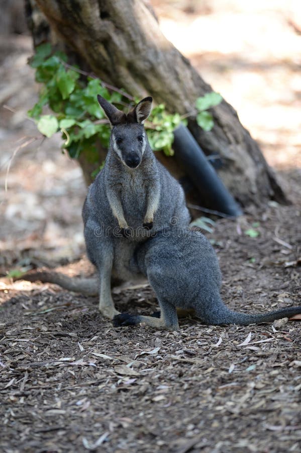 Australian Wallaby stock photo. Image of pouch, brown - 36521714