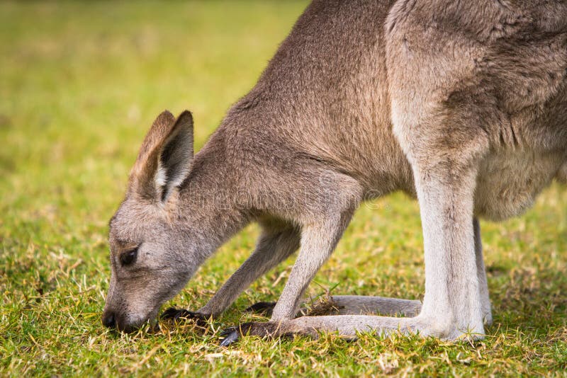 Australian Wallaby Grazing in a Field Stock Photo - Image of wild ...