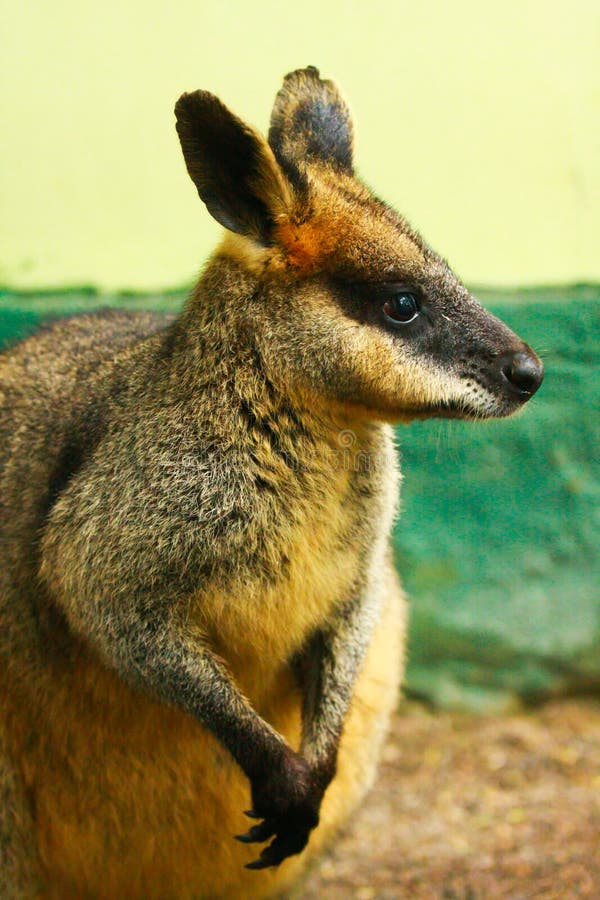 Wallaby side view stock image. Image of side, wallaby - 112781615