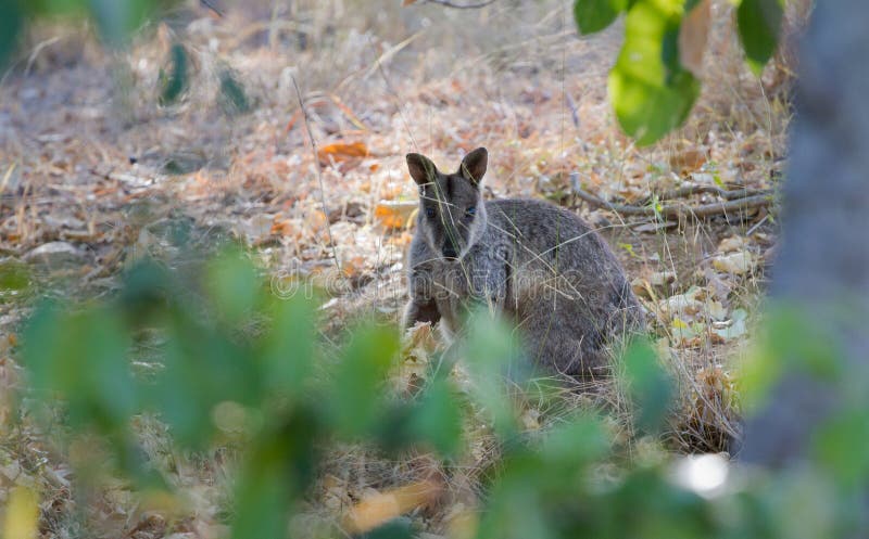 Australian wallaby stock image. Image of australia, queensland - 54420489