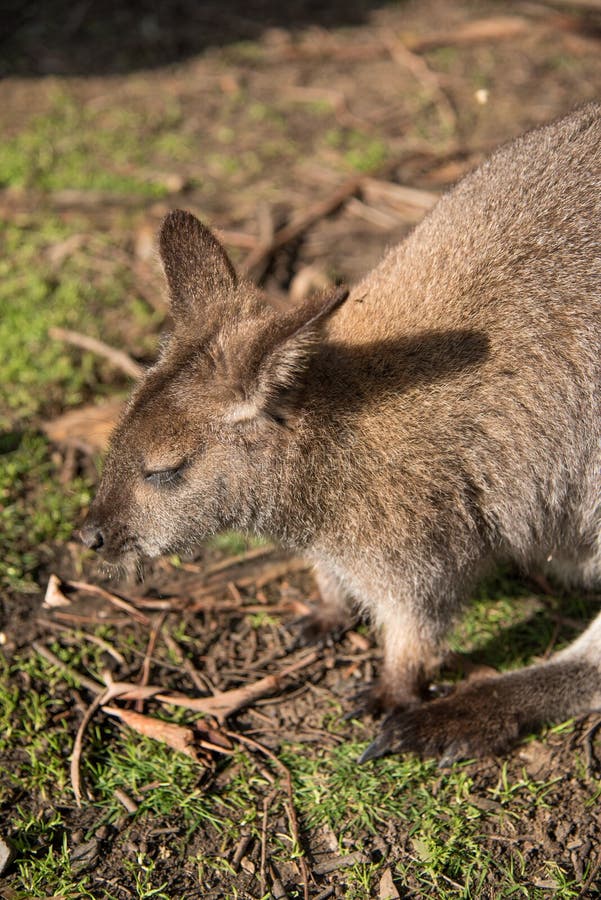 Wallaby Wildlife Diprotodontia Macropoidae in Sunlgiht in Woodland with ...