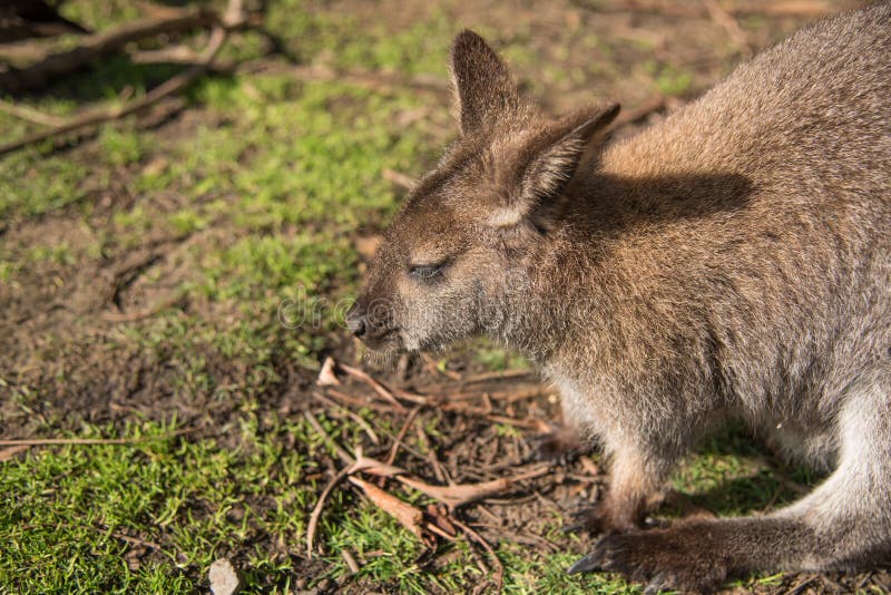 Australian Wallaby, Wildlife Animal Stock Photo - Image of wildlife ...