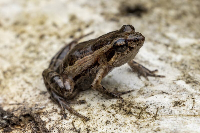 Australian Wallum Froglet stock photo. Image of australia - 363531974