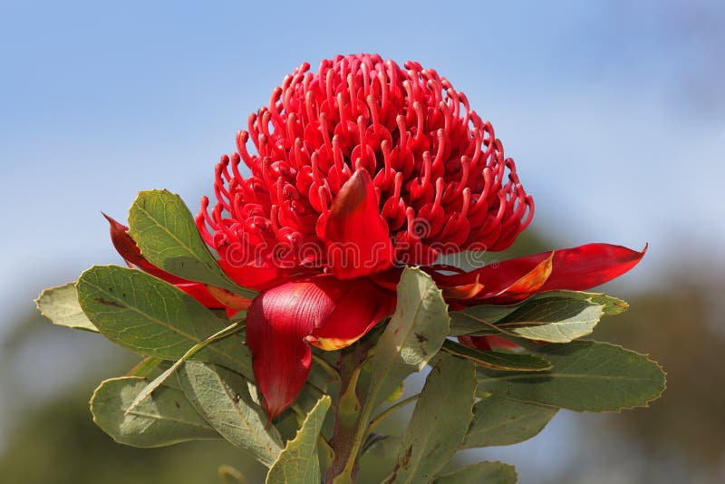 Australian Waratah Seed Pods Stock Image - Image of park, wildflower ...