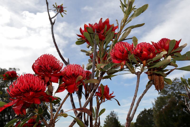 Australian Waratah Seed Pods Stock Image - Image of park, wildflower ...
