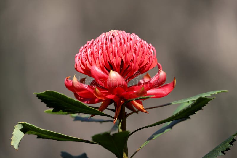 Australian Waratah Seed Pods Stock Image - Image of park, wildflower ...
