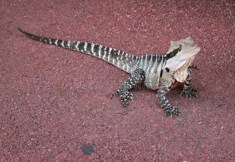 Australian Water Dragon stock photo. Image of scales, lizard - 2551288